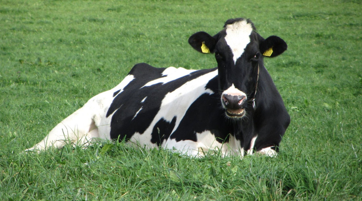 Beef Pancreas Benefits – OneEarthHealth