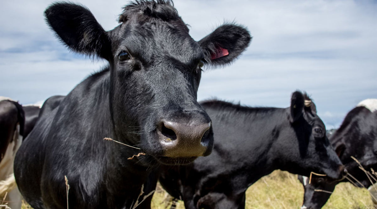 Benefits of Beef Bone Cartilage – OneEarthHealth