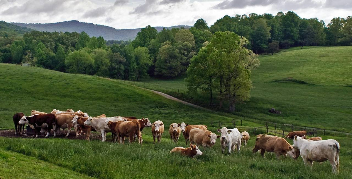 Beef Organs for Regulating Hormones – OneEarthHealth