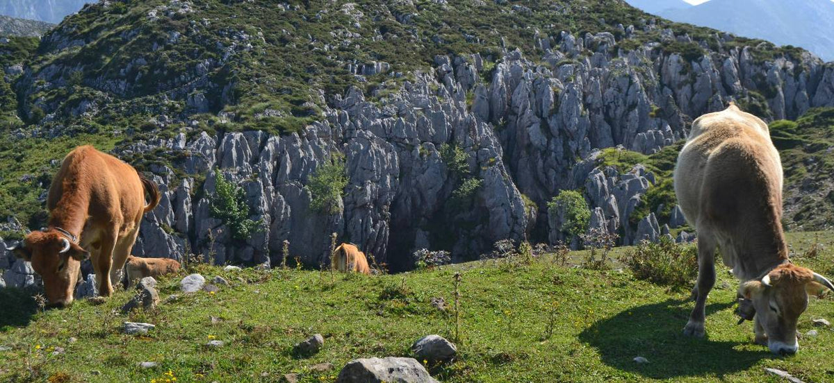 Beef Organs for Supporting Healthy Muscles – OneEarthHealth