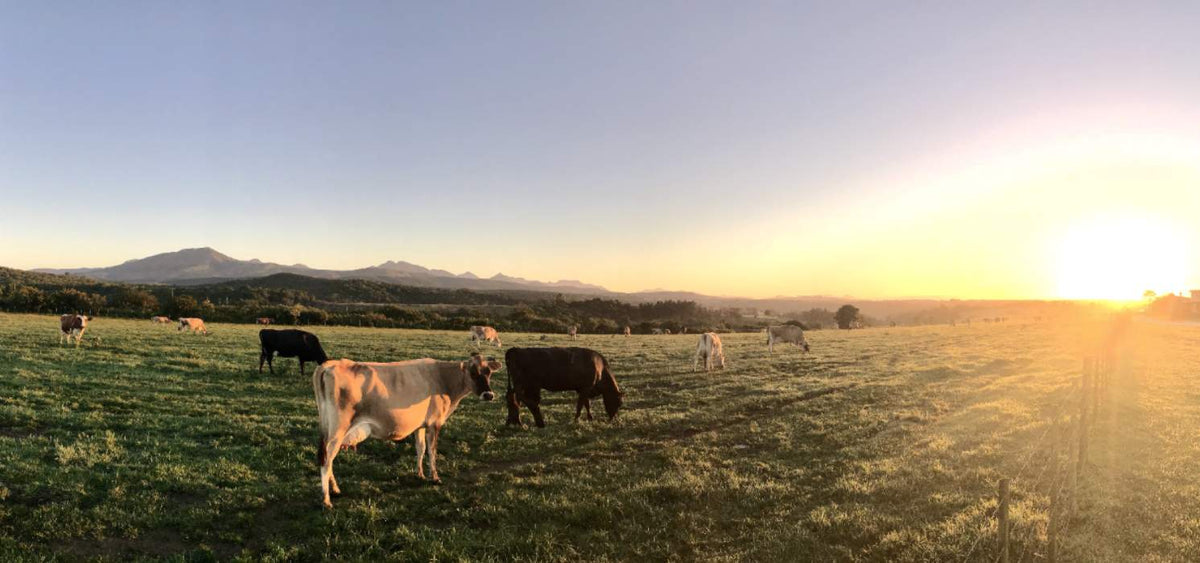 Protein Content In Beef Pancreas – OneEarthHealth