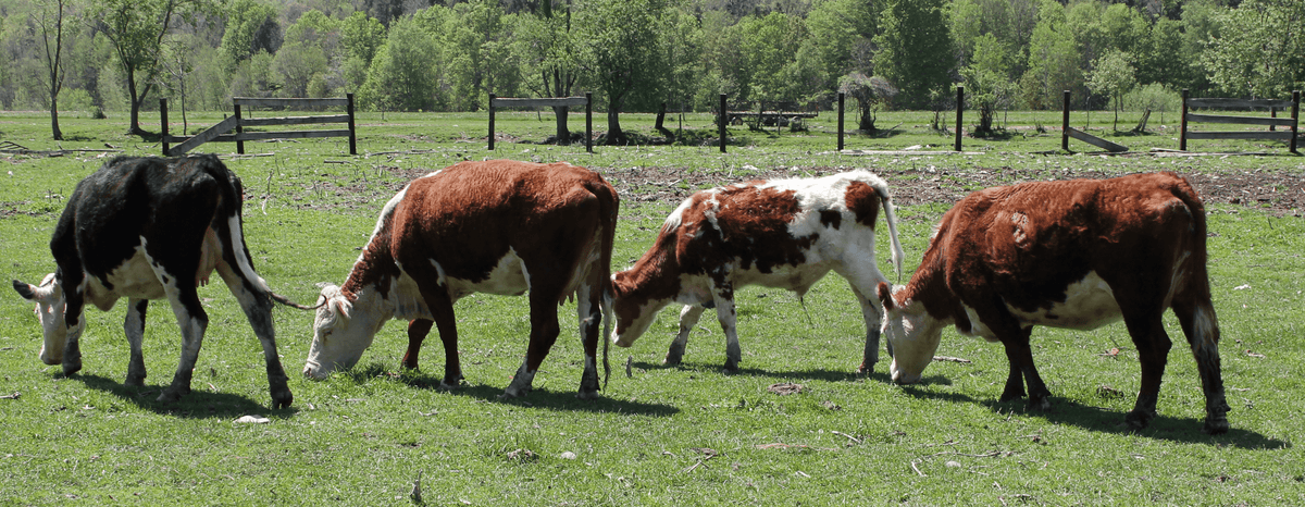 Protein in Beef Spleen – OneEarthHealth