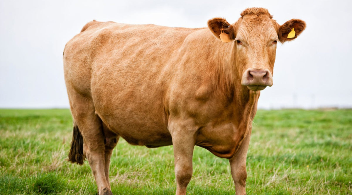 Selenium in Beef Liver – OneEarthHealth