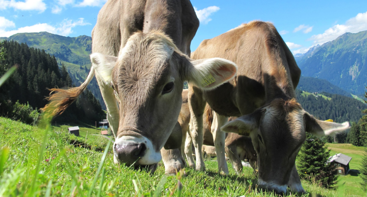 The Ultimate Organ Meat Guide – OneEarthHealth