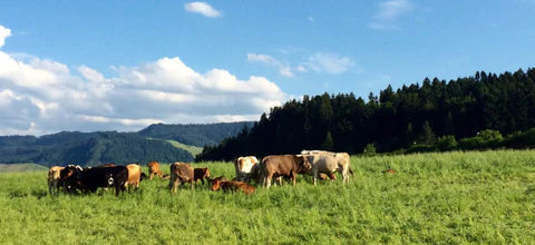 What Do Beef Organs Taste Like? – OneEarthHealth