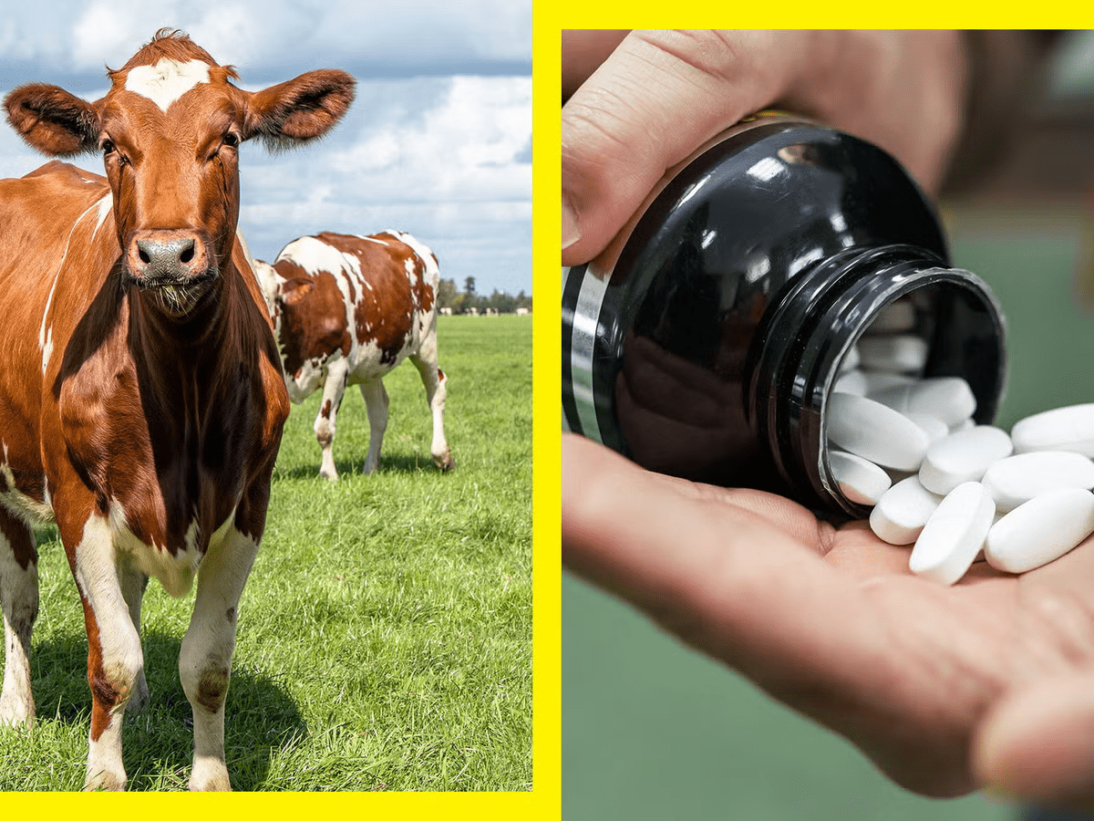 Beef Organ Supplements Pros and Cons: Benefits, Side Effects ...
